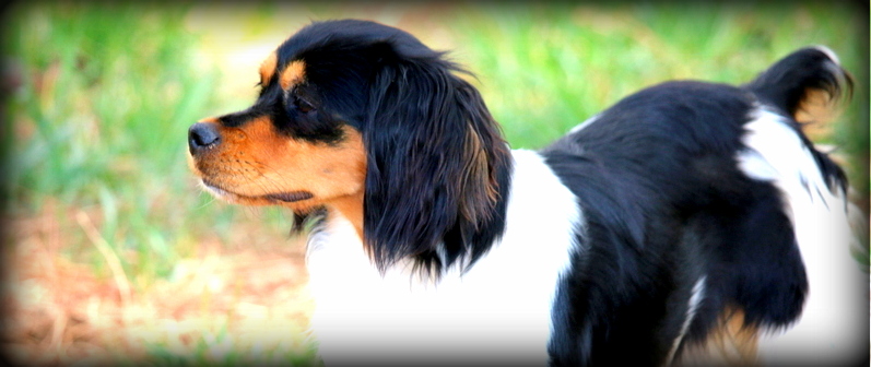 Boykin Spaniels and other Gun Dogs Available for Sale – Upstate Gun Dogs