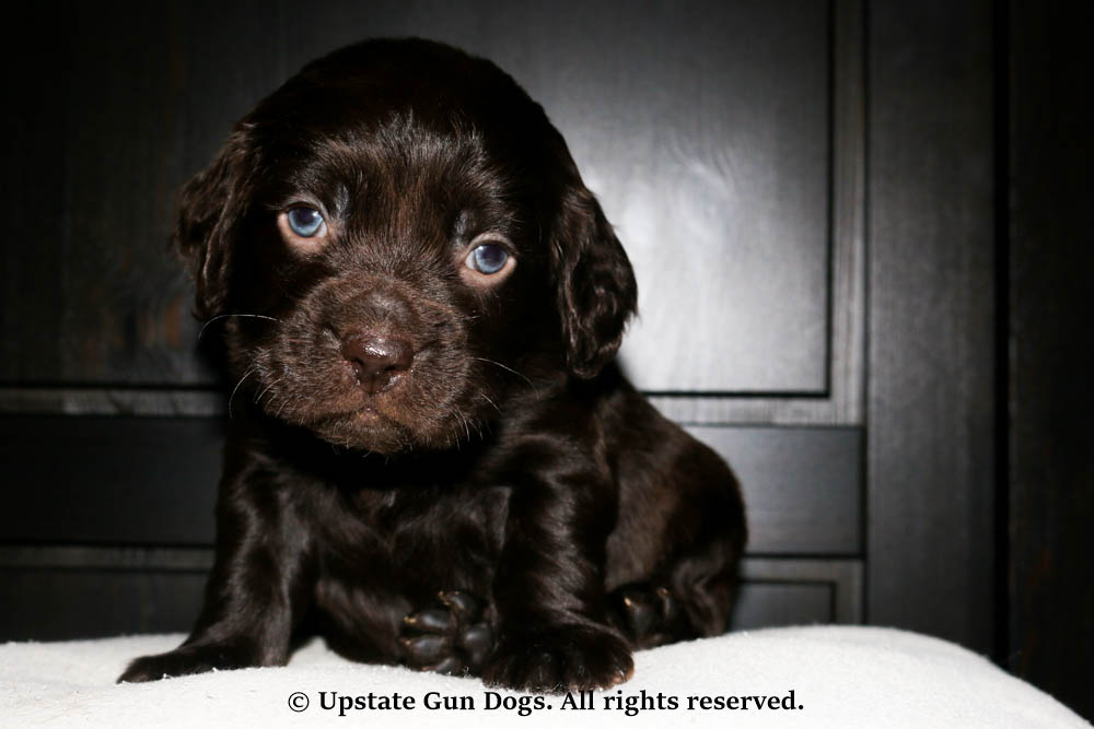 Boykin Spaniel Puppies – Boykin Spaniels and other Gun Dogs Available ...