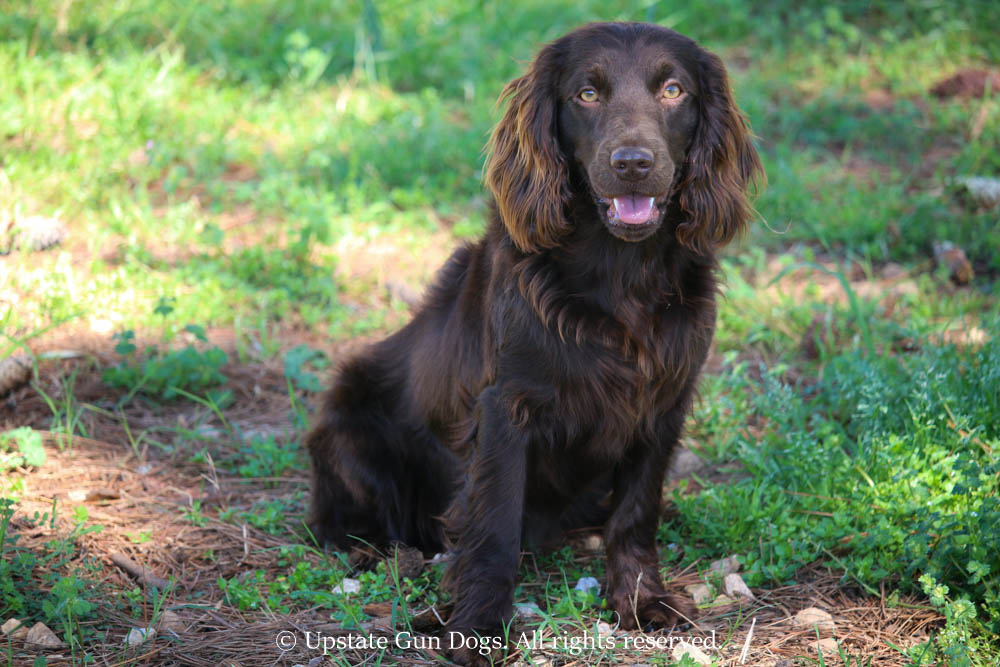 Holly – Boykin Spaniels and other Gun Dogs Available for Sale