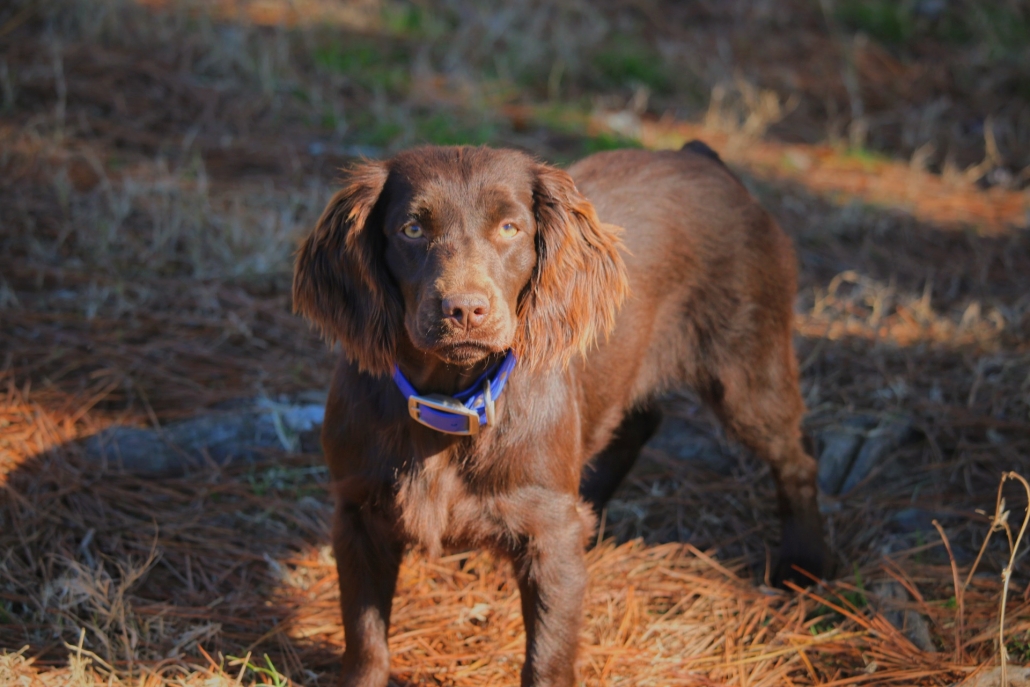 Jade – Boykin Spaniels and other Gun Dogs Available for Sale