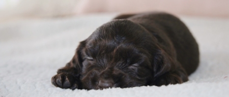 Boykin Spaniels and other Gun Dogs Available for Sale – Upstate Gun Dogs