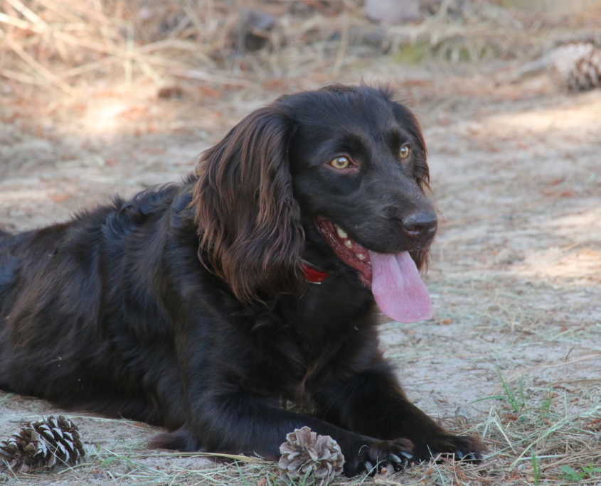 Audrey – Boykin Spaniels and other Gun Dogs Available for Sale